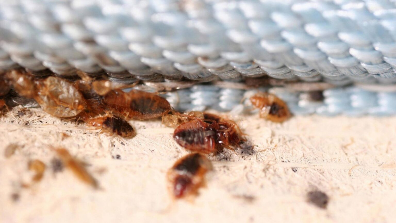 Bettwanzen erfolgreich erkennen und bekämpfen | kammerjaeger-bauer.de